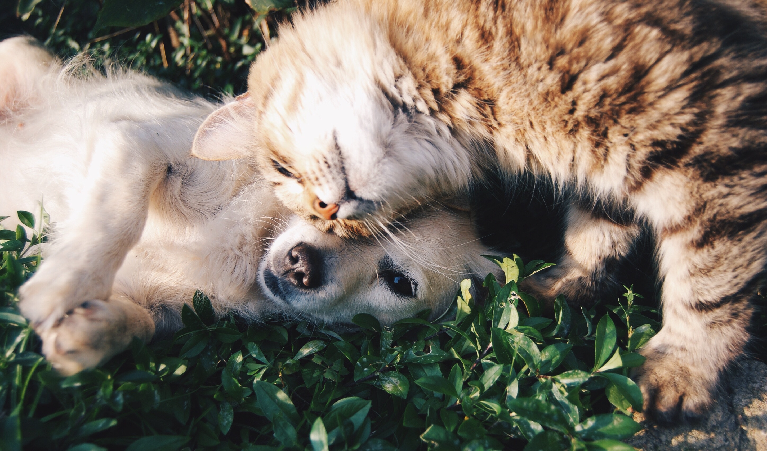 25 Best Quotes About Pets That Every Animal Lover Would Understand 25 Best Quotes About Pets That Every Animal Lover Would Understand